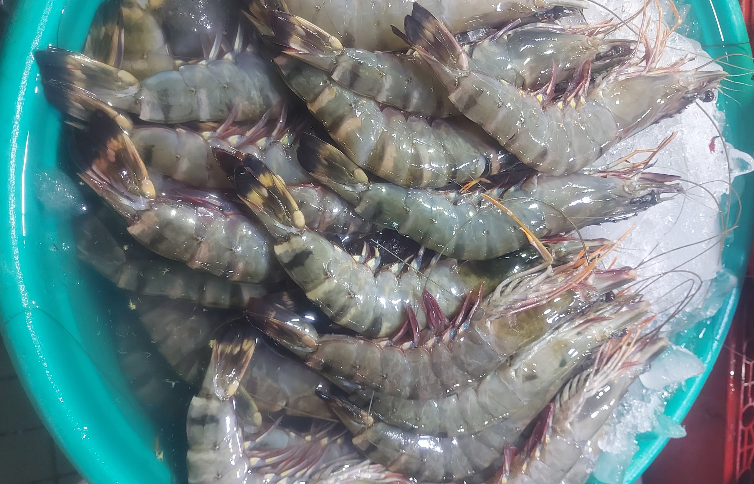 Fresh Tiger Prawns [Sugpo] - order price / kilo – Farm2Metro