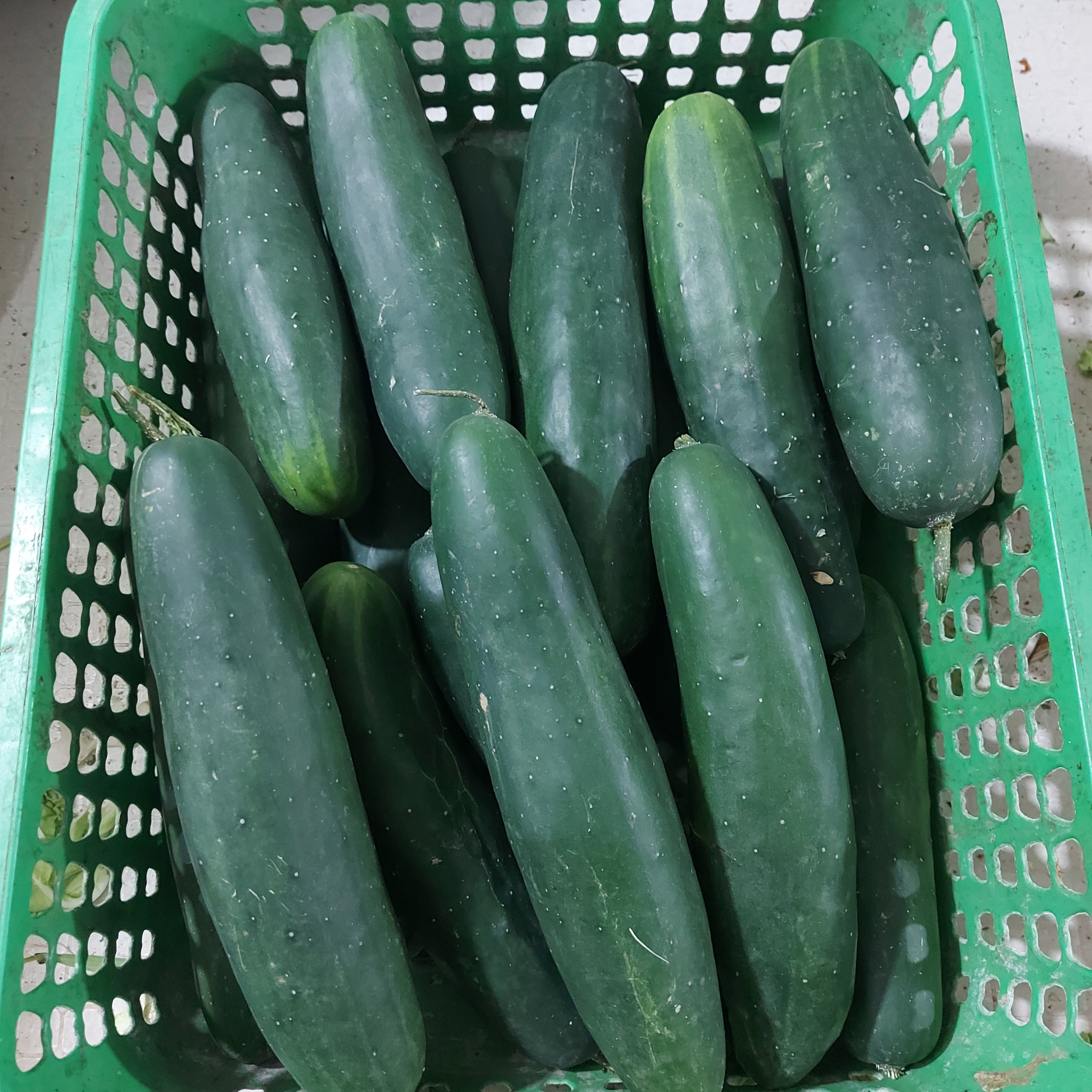 Fresh Organic Cucumber [Pipino] - order price / kilo – Farm2Metro