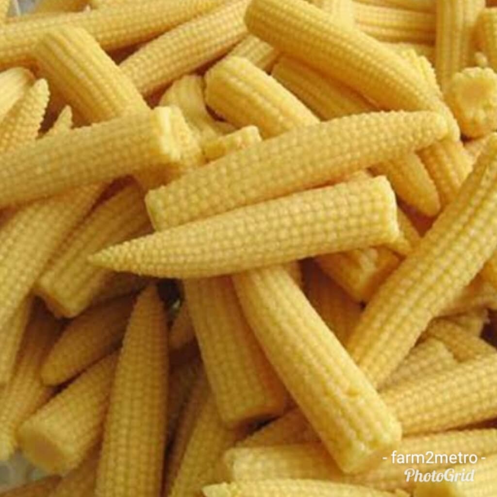 Fresh Baby Corn – Farm2Metro