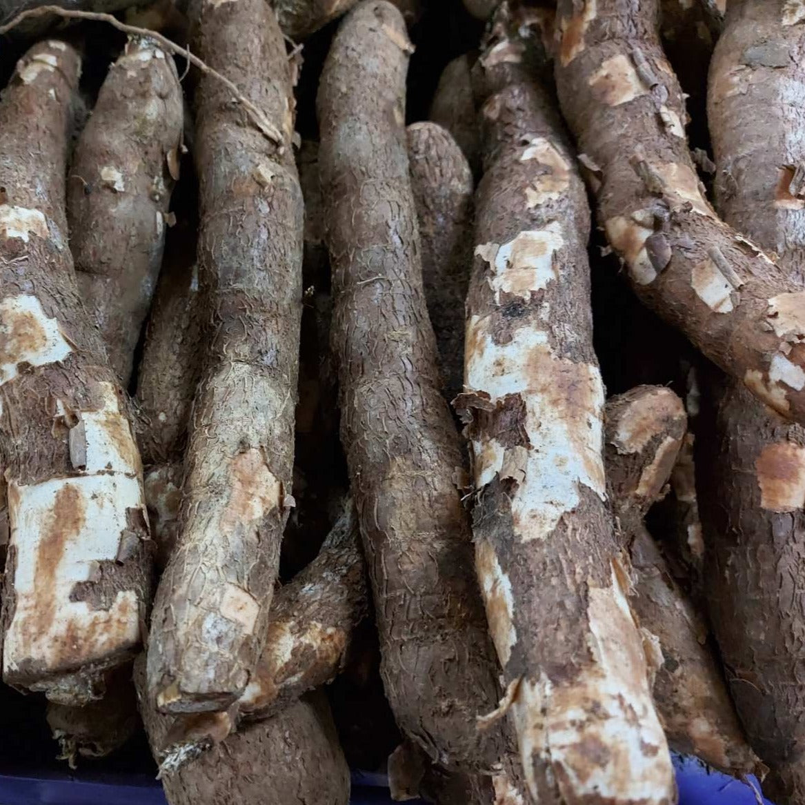 Fresh Cassava (Kamoteng Kahoy) – Farm2Metro
