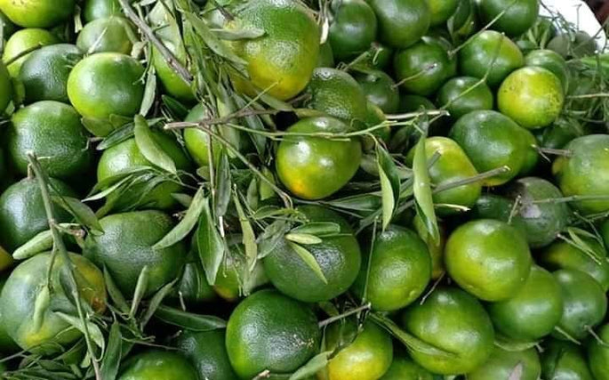 Native Dalandan (Citrus Fruit) – Farm2Metro
