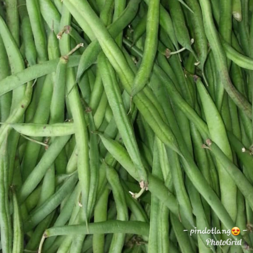 Natural Organic Green Beans from Baguio City – Farm2Metro