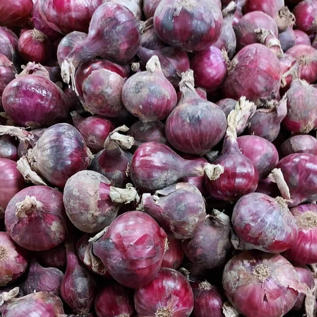 Fresh Native Red Onions – Farm2Metro
