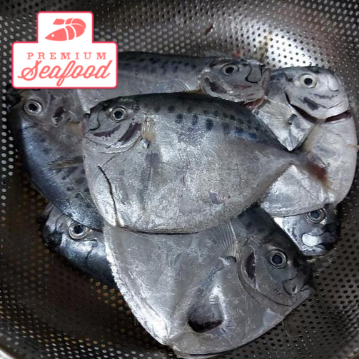 Fresh Moon Fish [Sapatero | Hiwas] - order price / 500 grams – Farm2Metro