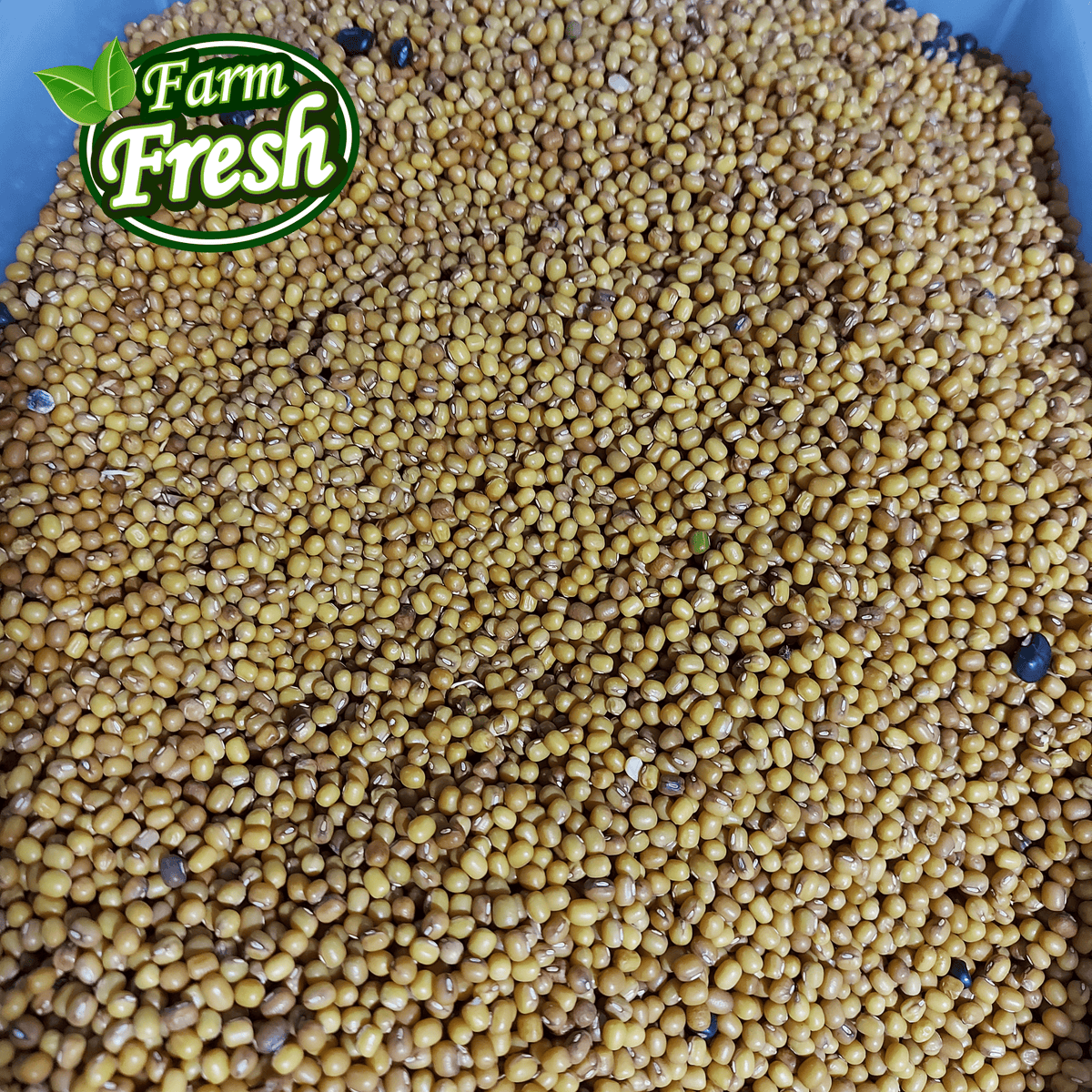 Local Organic Yellow Munggo [Monggo] - Lagkitan|Labo - order price / k ...