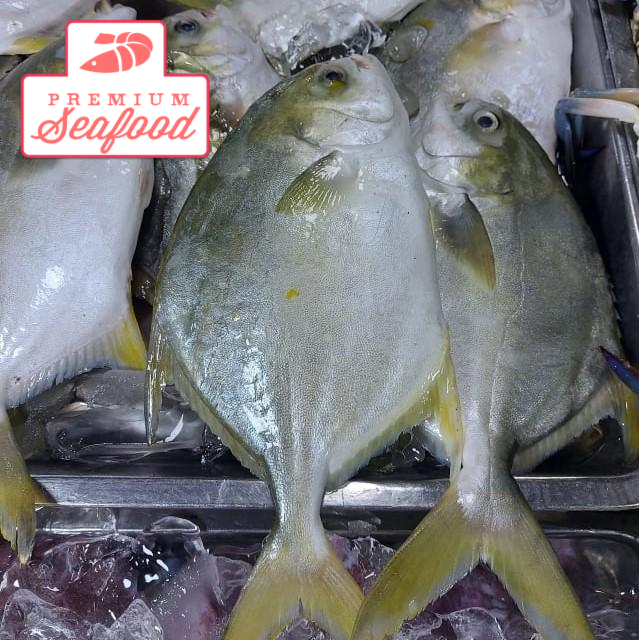Fresh Golden Pompano | Pampano Fish - order price / kilo – Farm2Metro