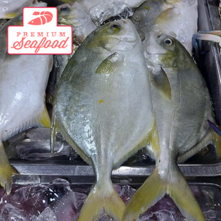 Fresh Golden Pompano | Pampano Fish - order price / kilo – Farm2Metro