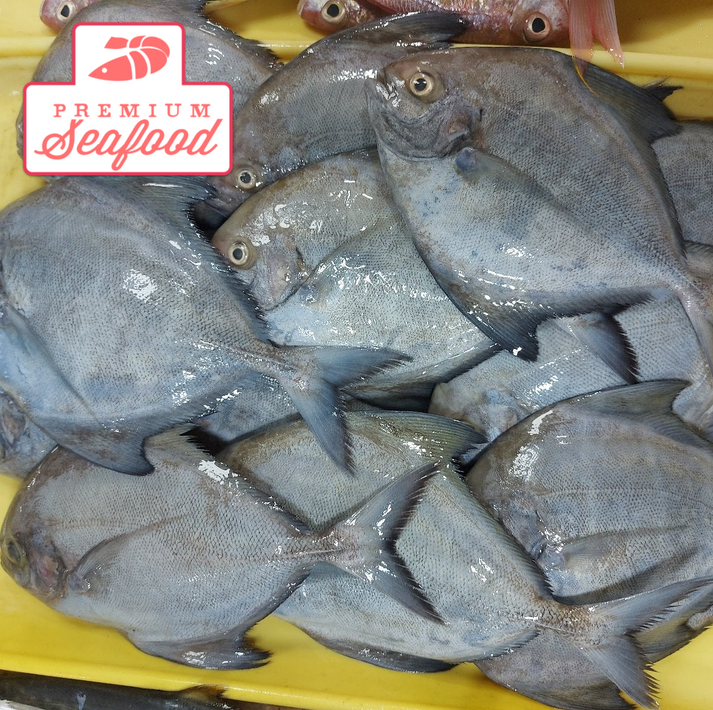 Fresh Silver Pompano | Pampano Fish - order price / kilo – Farm2Metro