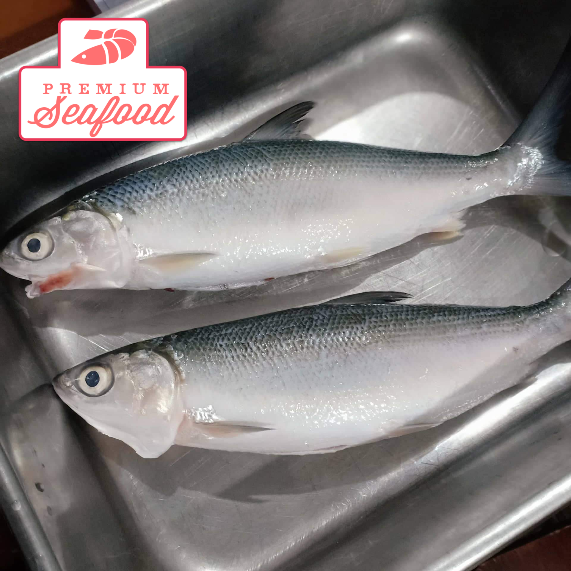 Fresh Whole Milkfish [Dagupan Bangus] Cleaned - order price / 500 gram ...