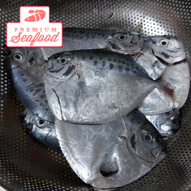 Fresh Moon Fish [Sapatero | Hiwas] - order price / kilo – Farm2Metro